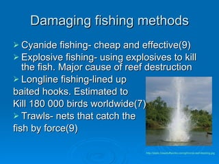 Overfishing2 | PPT | Fishing Sports | Sports