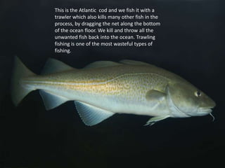 Overfishing power point | PPT