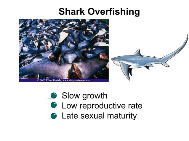 overfishing.ppt