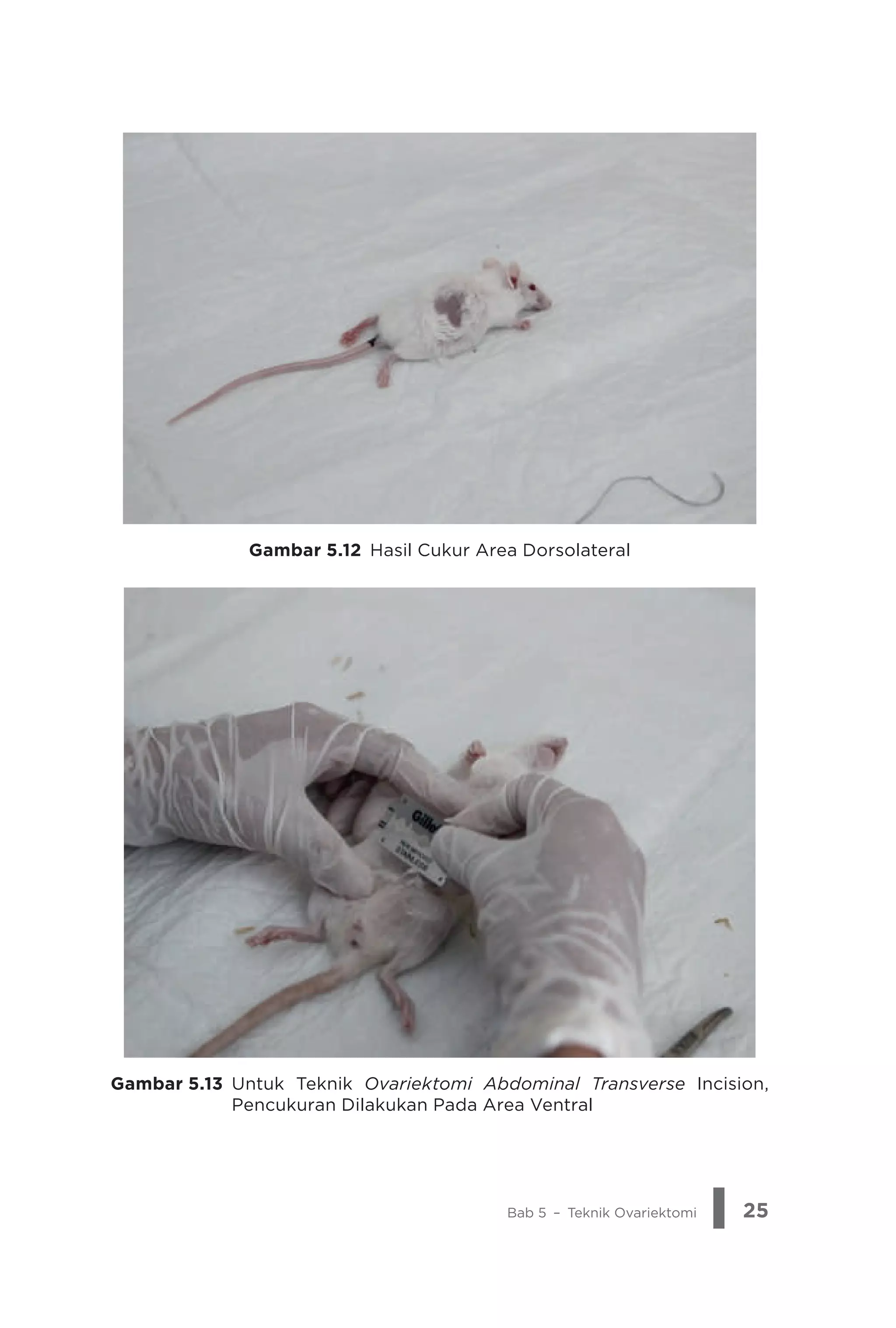 Overiektomi pada Tikus dan Mencit_compressed.pdf