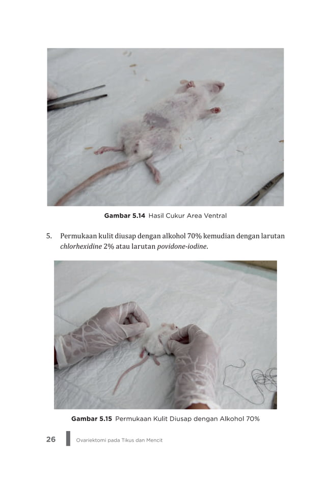 Overiektomi pada Tikus dan Mencit_compressed.pdf