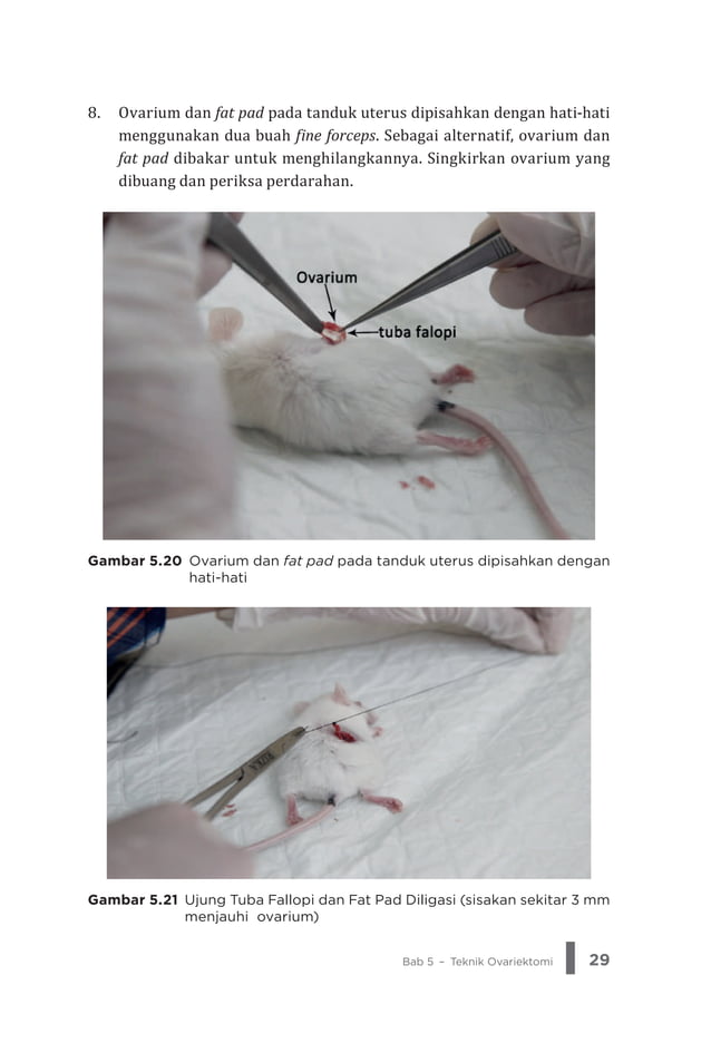 Overiektomi pada Tikus dan Mencit_compressed.pdf