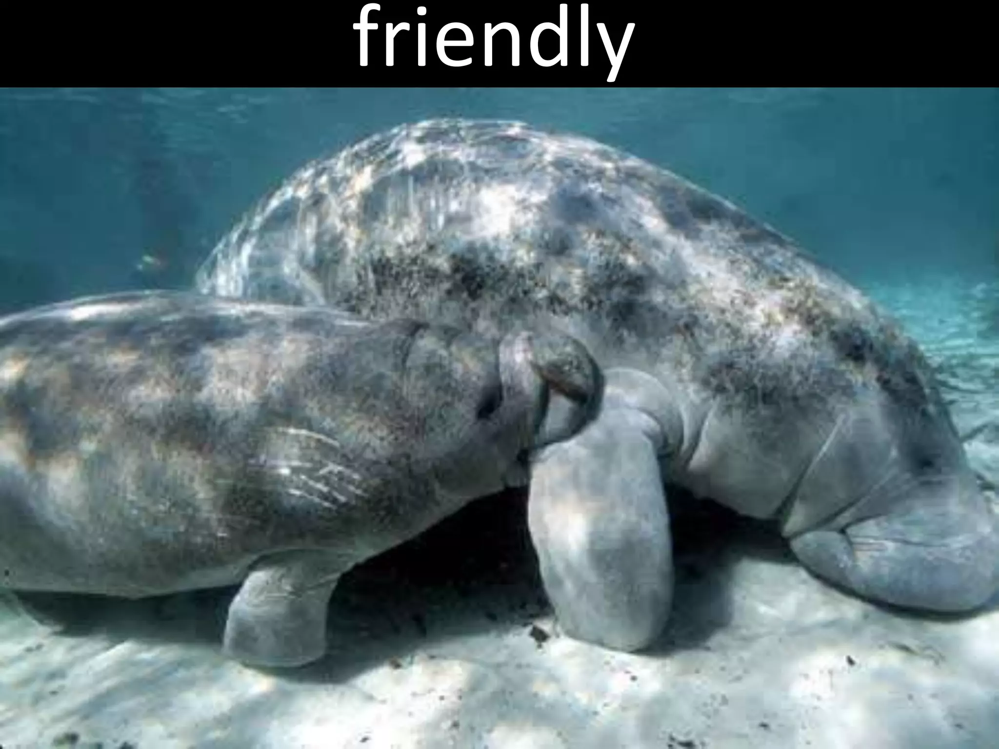 Overpopulation and the effect on animals | PPTX