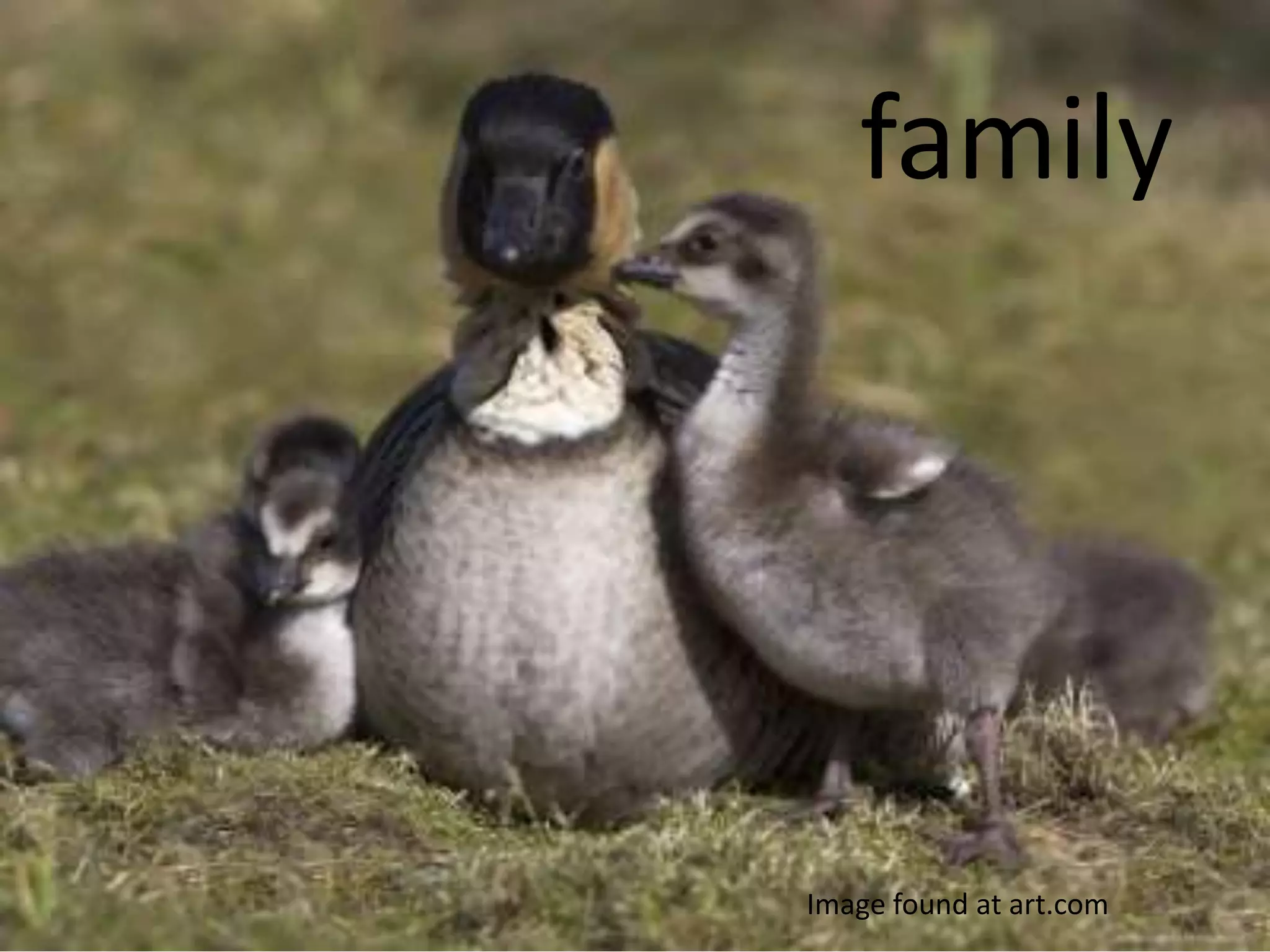 Overpopulation and the effect on animals | PPTX