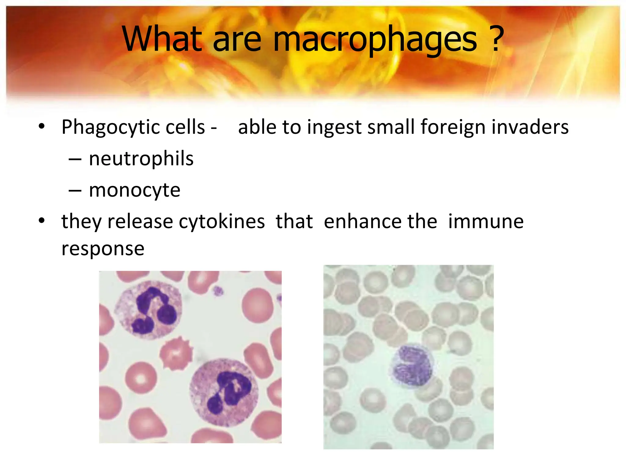 PowerPoint presentation of immunology and serology | PPT