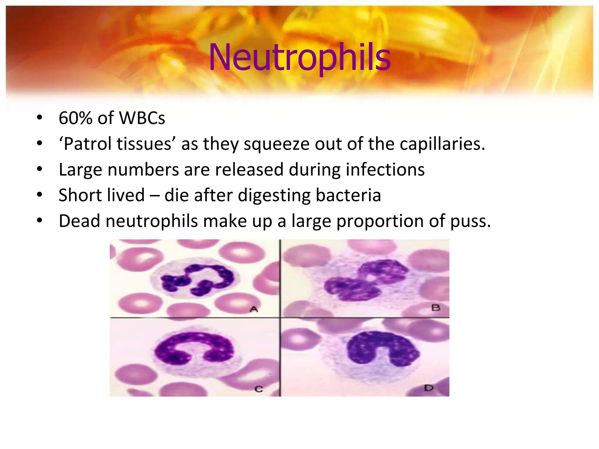 PowerPoint presentation of immunology and serology | PPT