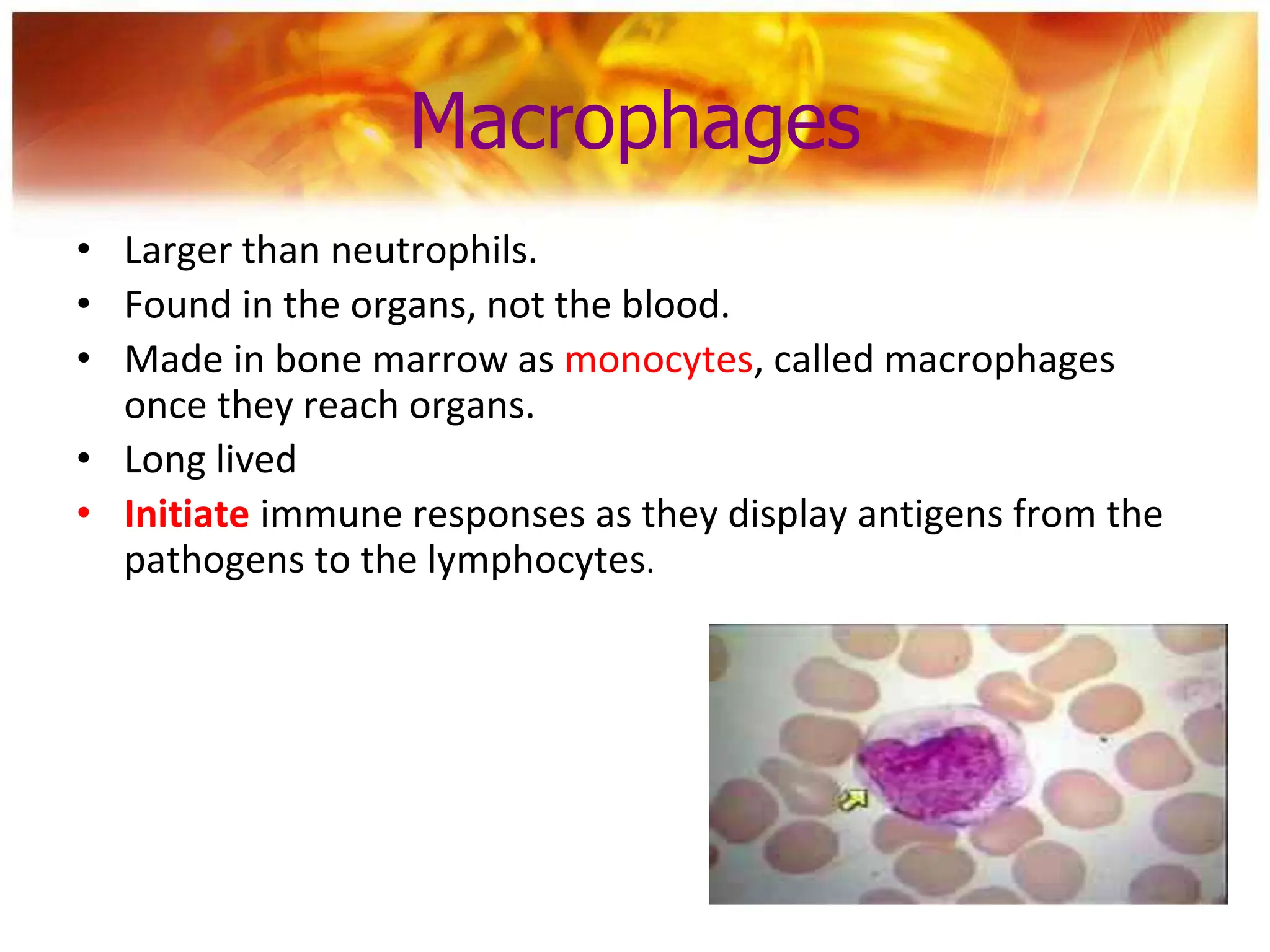 PowerPoint presentation of immunology and serology | PPT