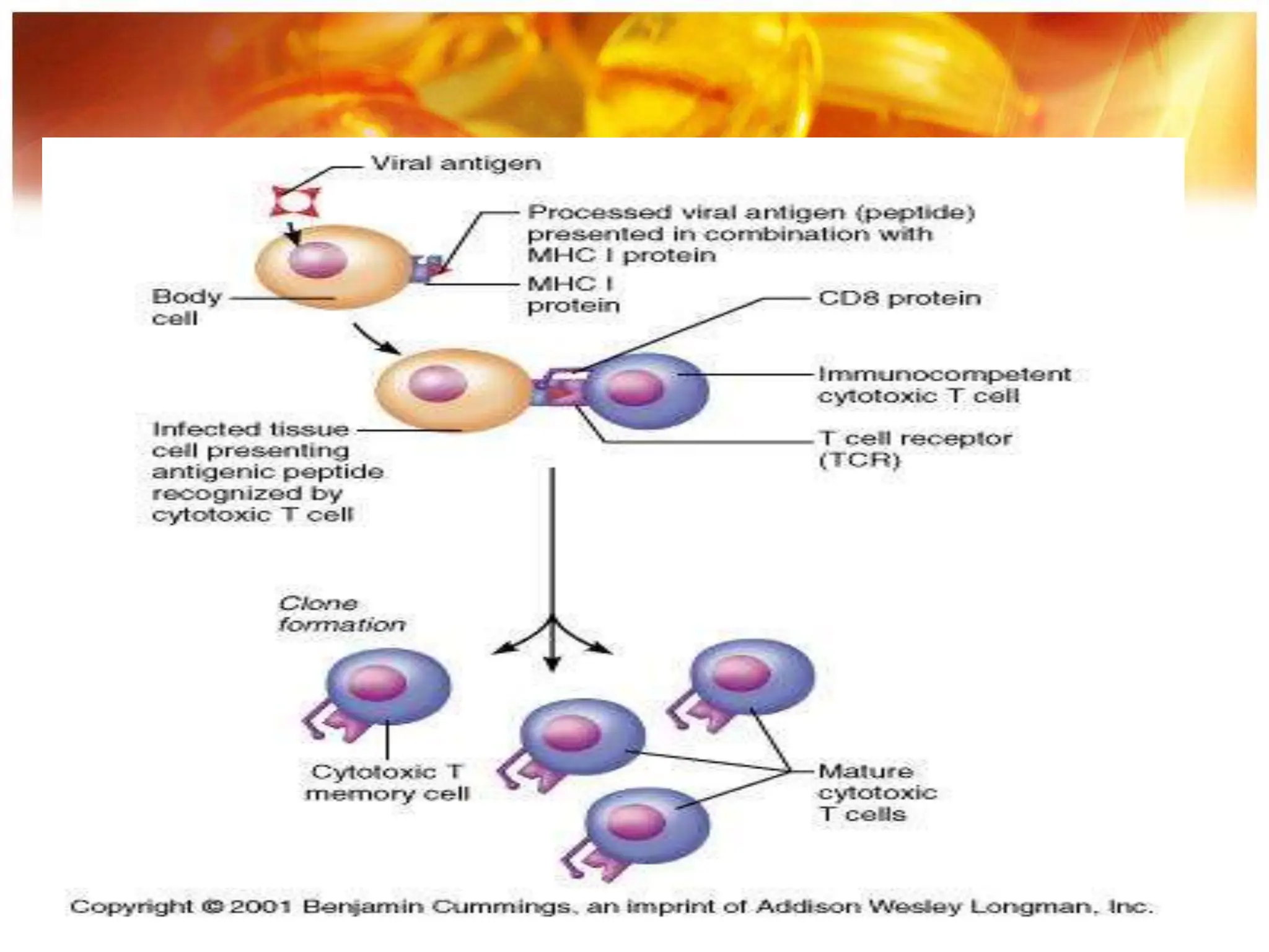 PowerPoint presentation of immunology and serology | PPT