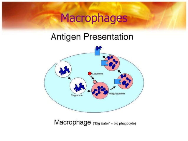 PowerPoint presentation of immunology and serology | PPT