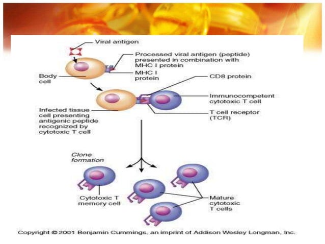 PowerPoint presentation of immunology and serology | PPT