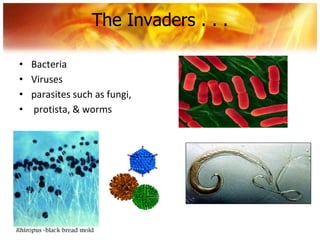 PowerPoint presentation of immunology and serology | PPT
