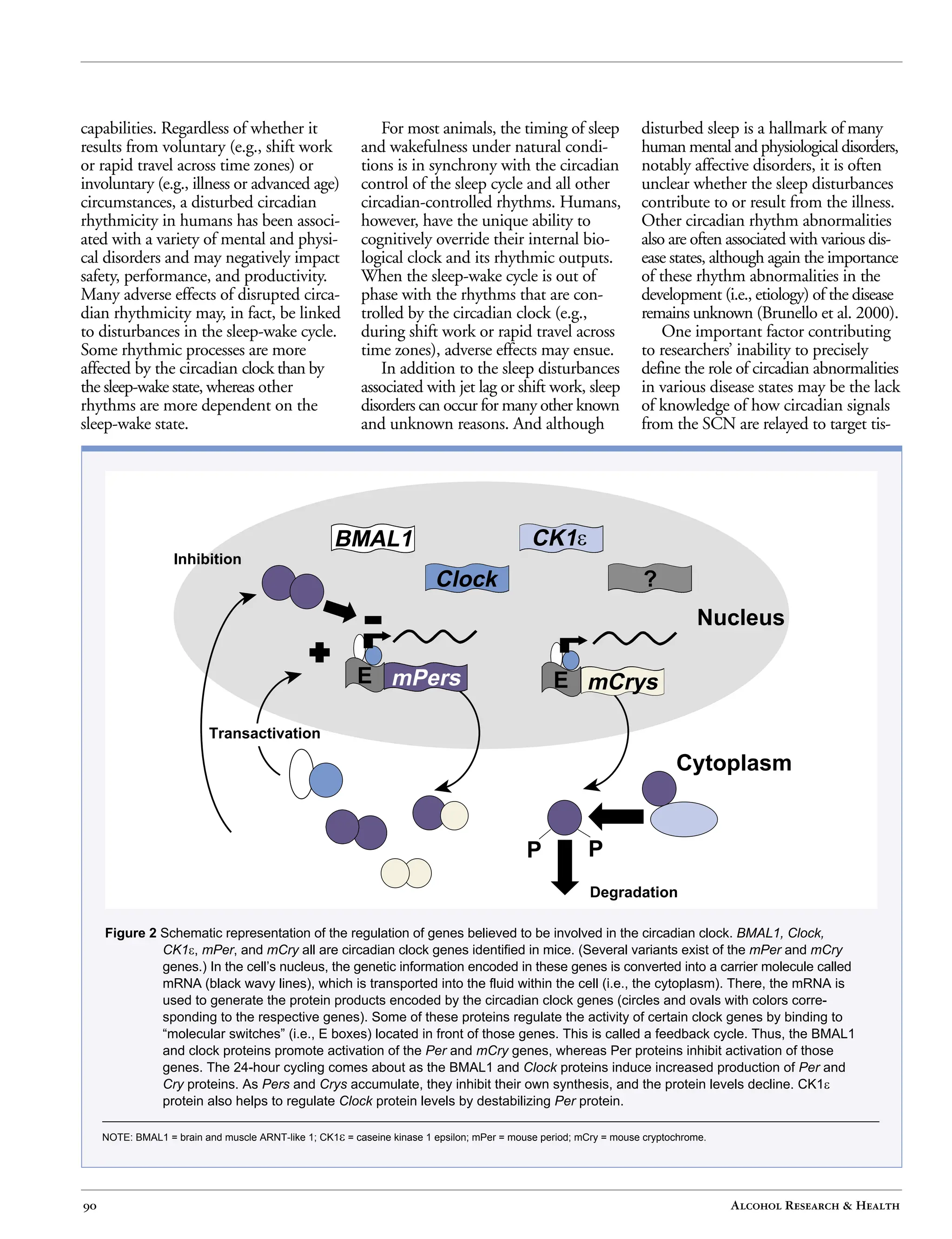 overview-of-circadian-rhythms-5c1zzt5orb.pdf