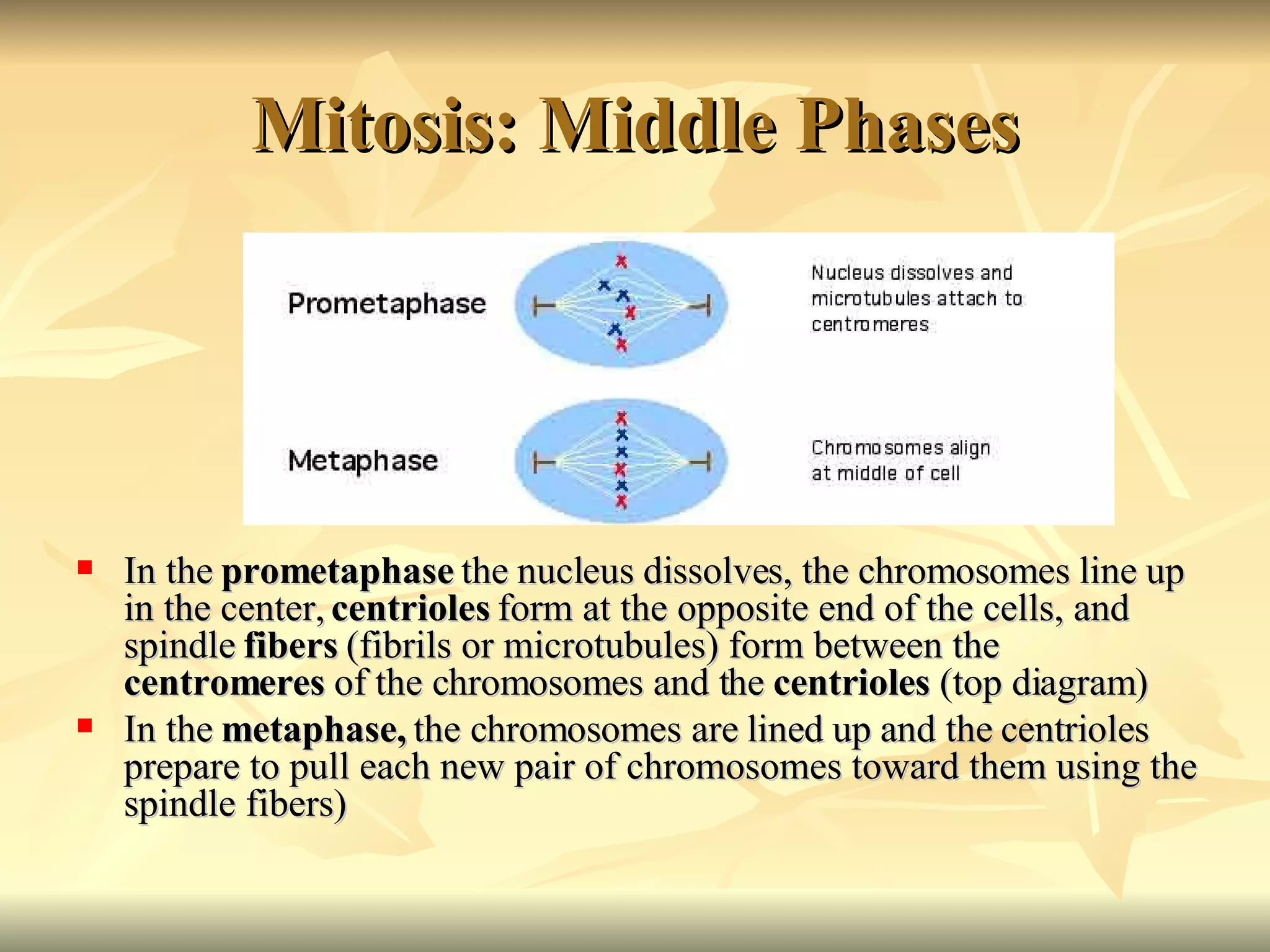 Overview of ;Genetics and Cell Division | PPT