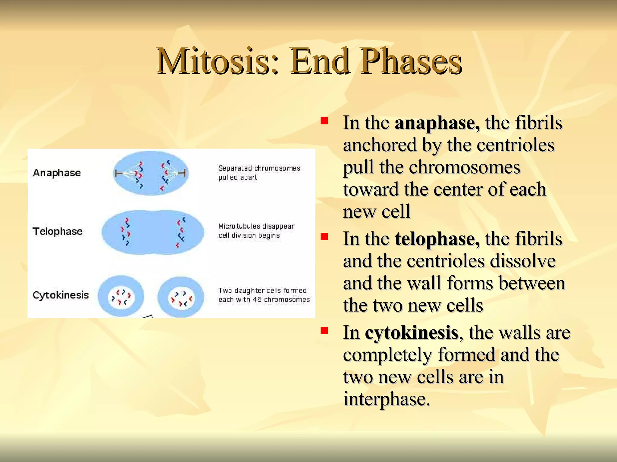 Overview of ;Genetics and Cell Division | PPT