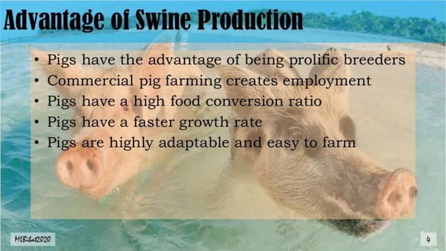 overview-of-swine-production-with-quiz.pptx | Africa Travel | Travel ...