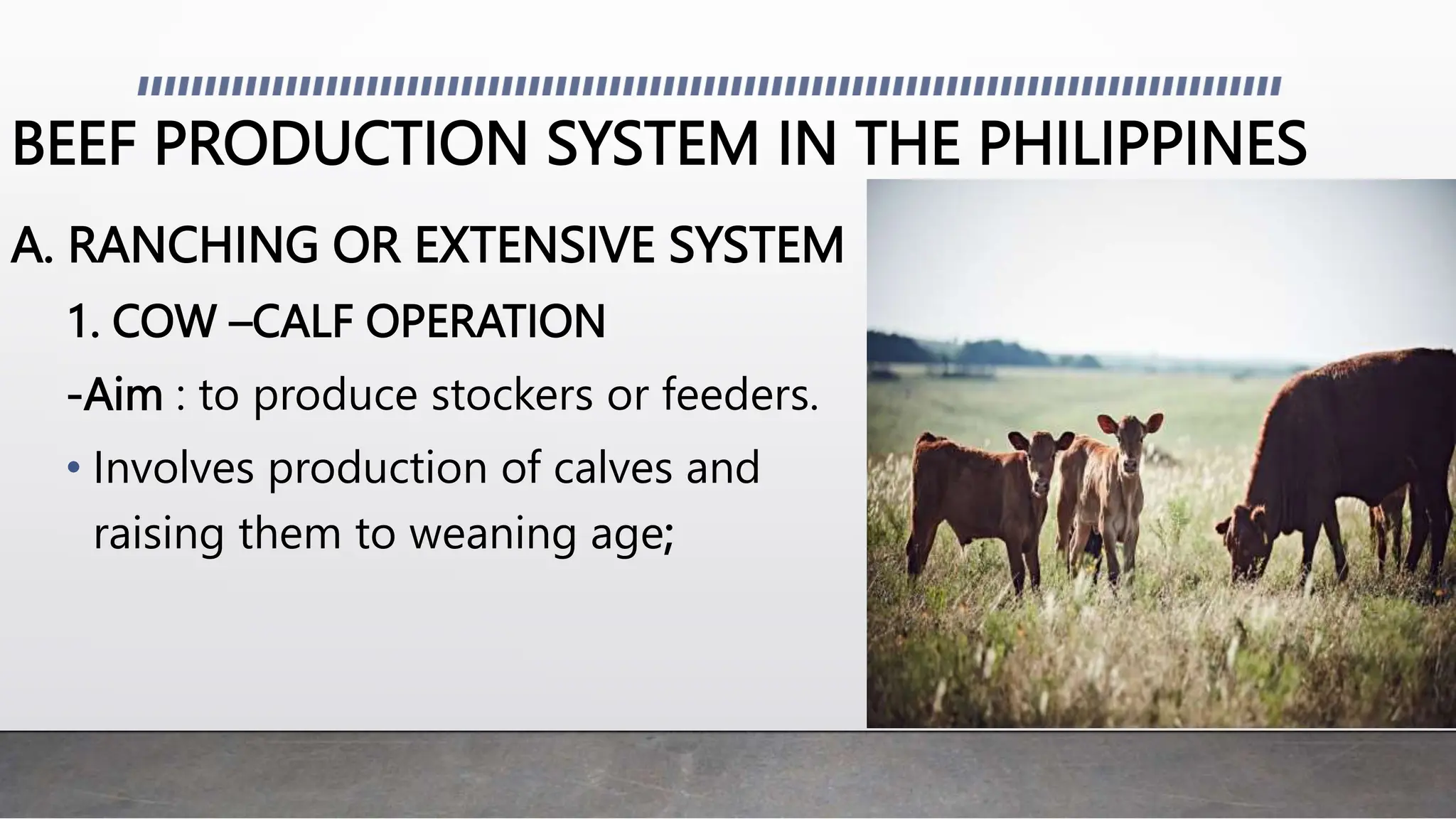 overview-of-the-beef-cattle-industry.pptx