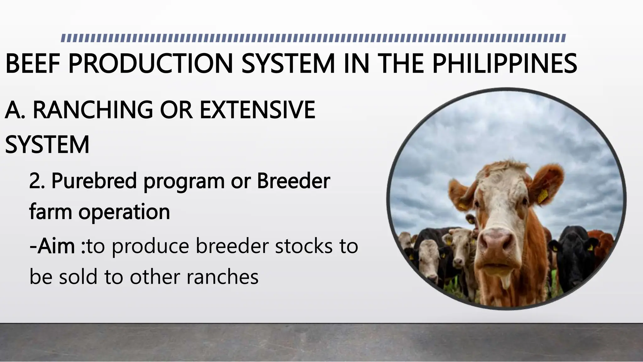 overview-of-the-beef-cattle-industry.pptx