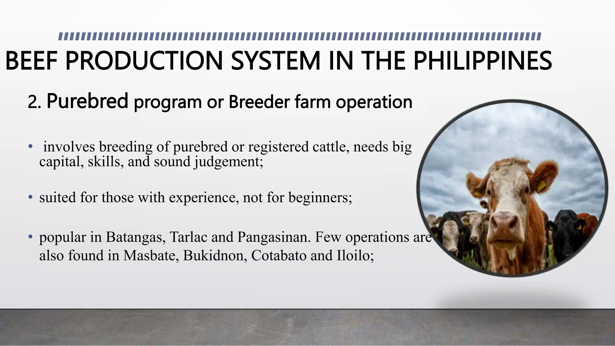 overview-of-the-beef-cattle-industry.pptx