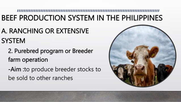 overview-of-the-beef-cattle-industry.pptx | Agriculture | Industries