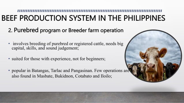overview-of-the-beef-cattle-industry.pptx | Agriculture | Industries