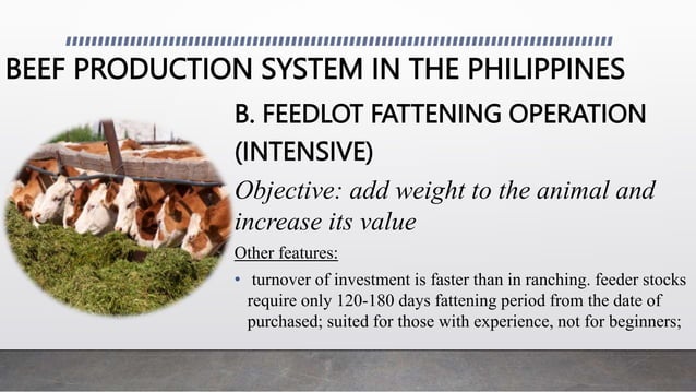 overview-of-the-beef-cattle-industry.pptx | Agriculture | Industries