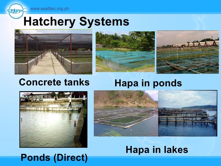 Overview Breeding And Seed Production
