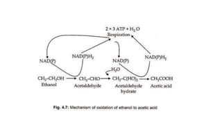 Overview of acetic acid fermentation. | PPTX