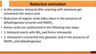 Overview of amino acids | PPT