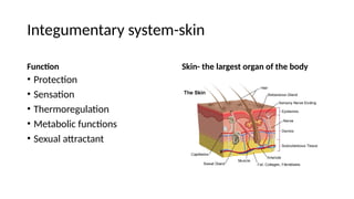 Basic science - Overview of body systems.pptx