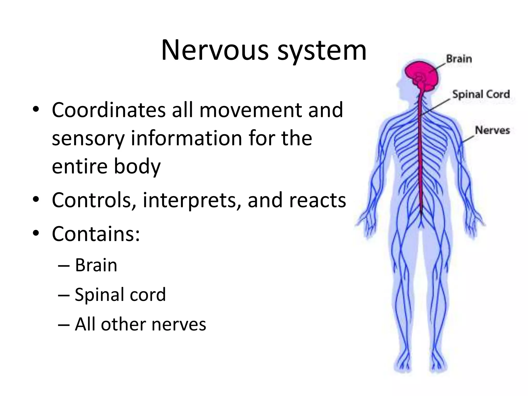 Overview of body systems | PPT