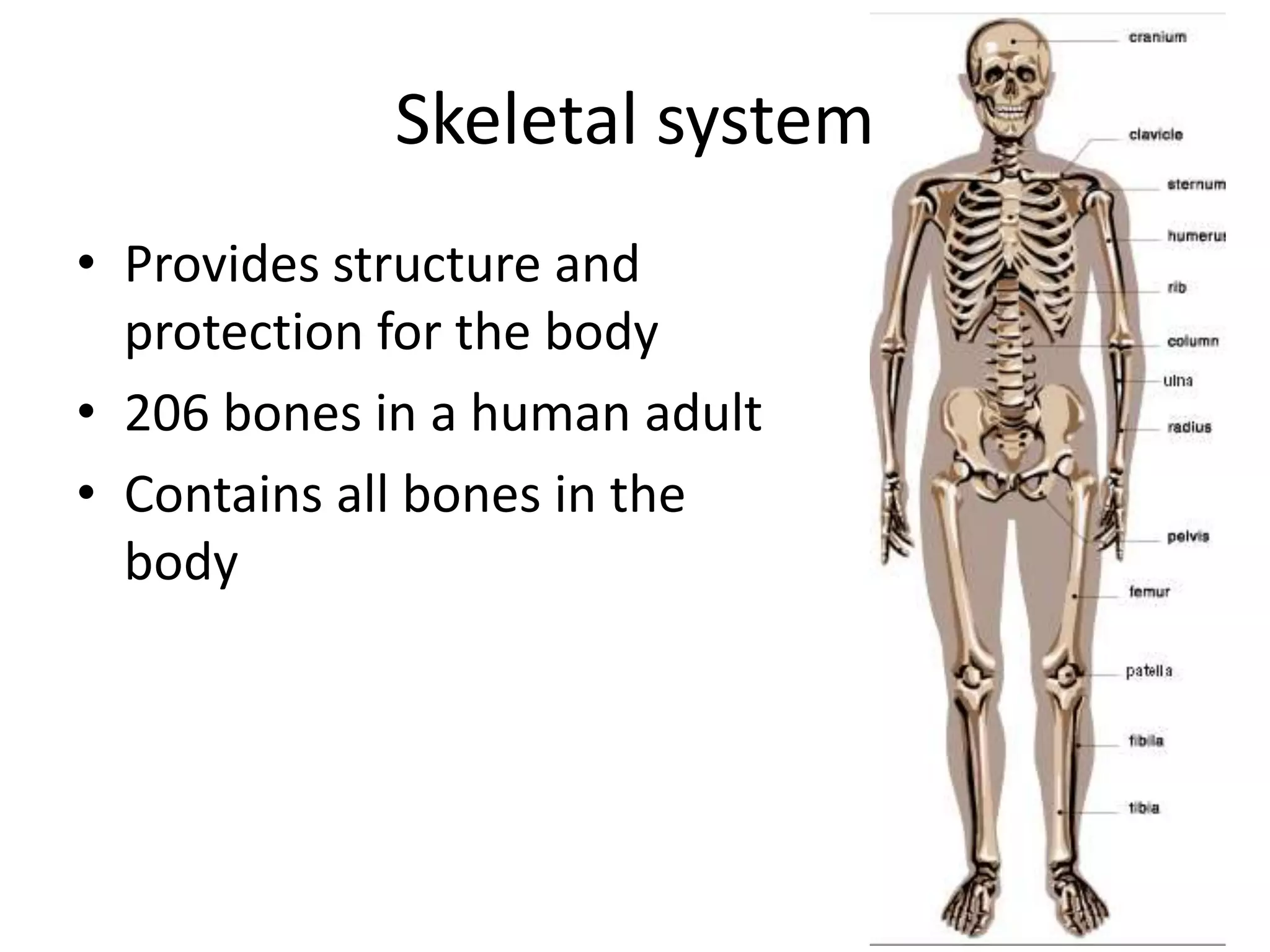 Overview of body systems | PPTX
