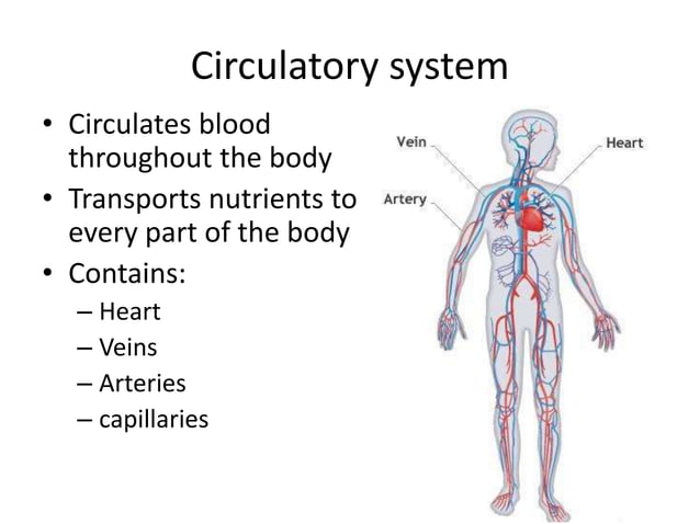 Overview of body systems | PPTX | Reproductive Health | Diseases and ...
