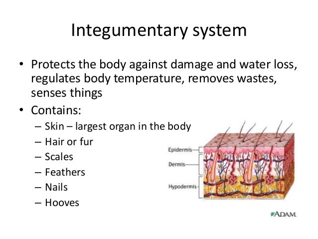 Overview of body systems