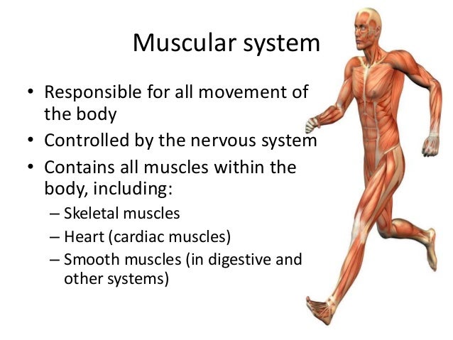 Overview of body systems