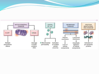 Overview of Cell Injury and Cell Death.pptx