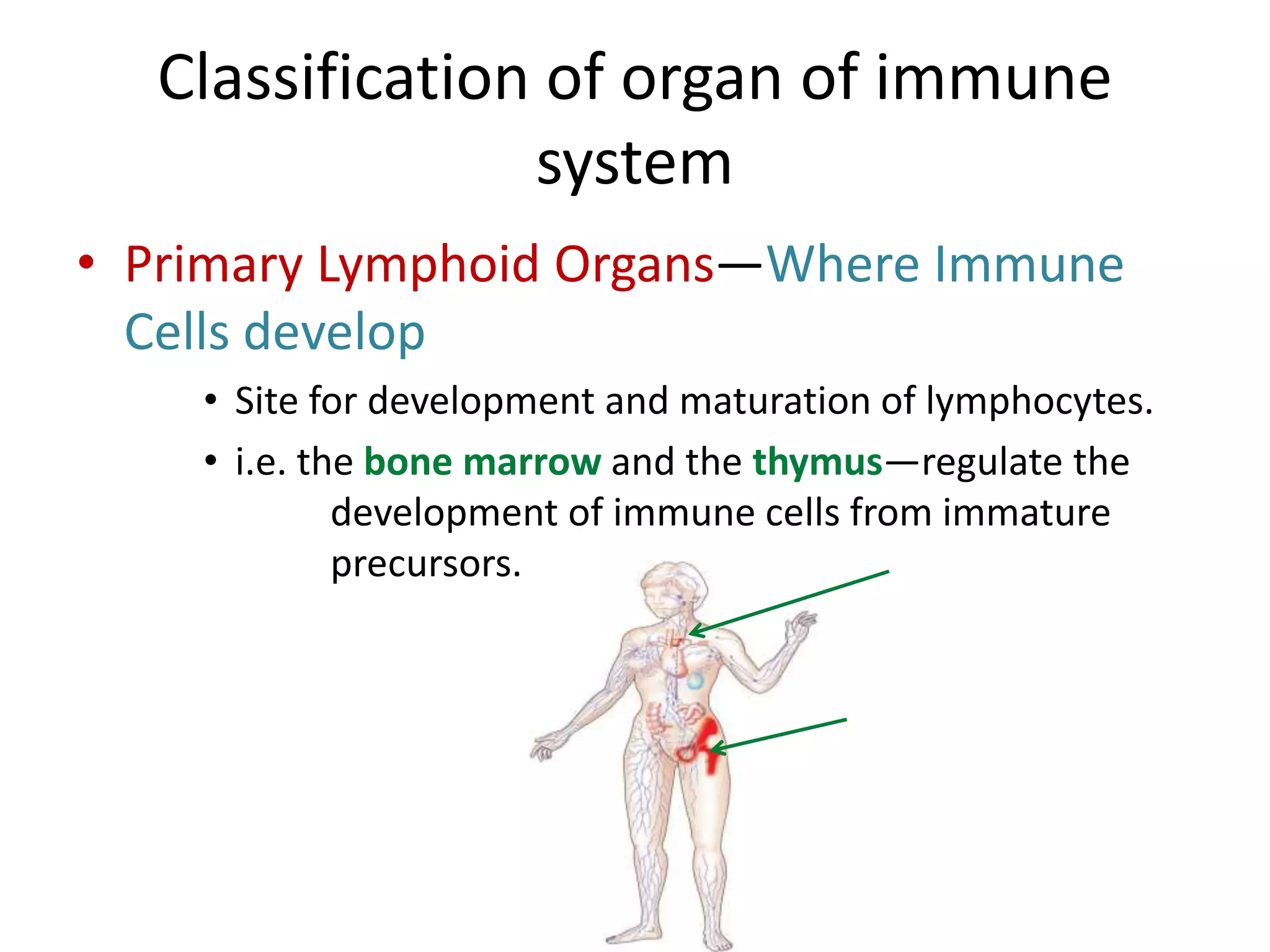 Overview of cells and organ of immune system | PPTX