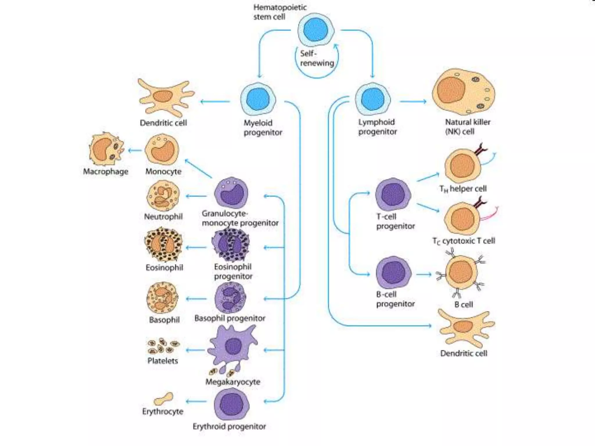 Overview of cells and organ of immune system | PPT | Free Download