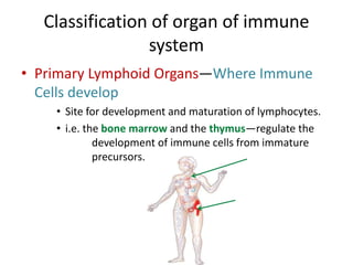Overview of cells and organ of immune system | PPTX