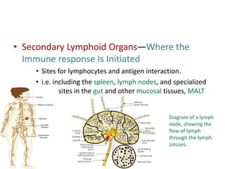 Overview of cells and organ of immune system | PPTX