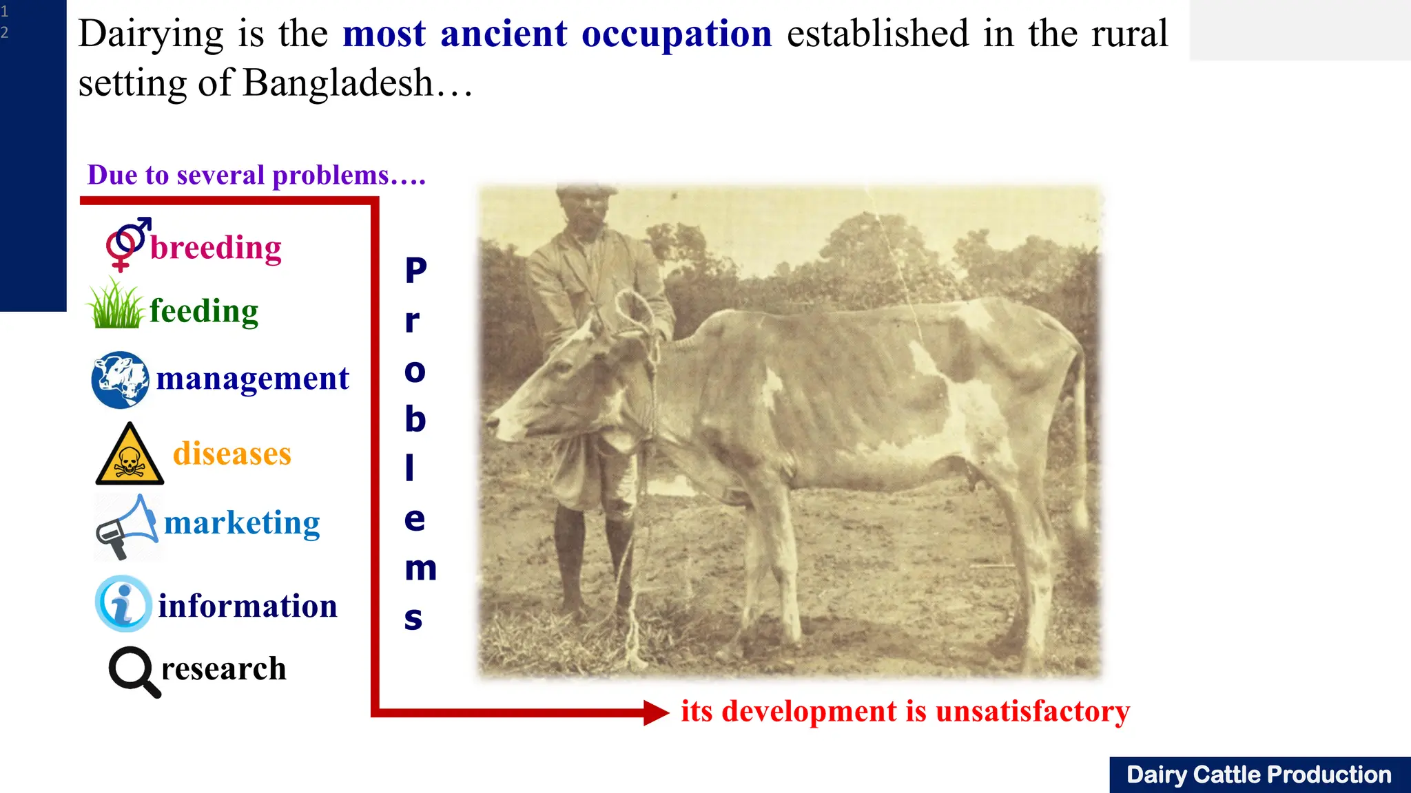 Overview of Dairy Cattle Production.pdf