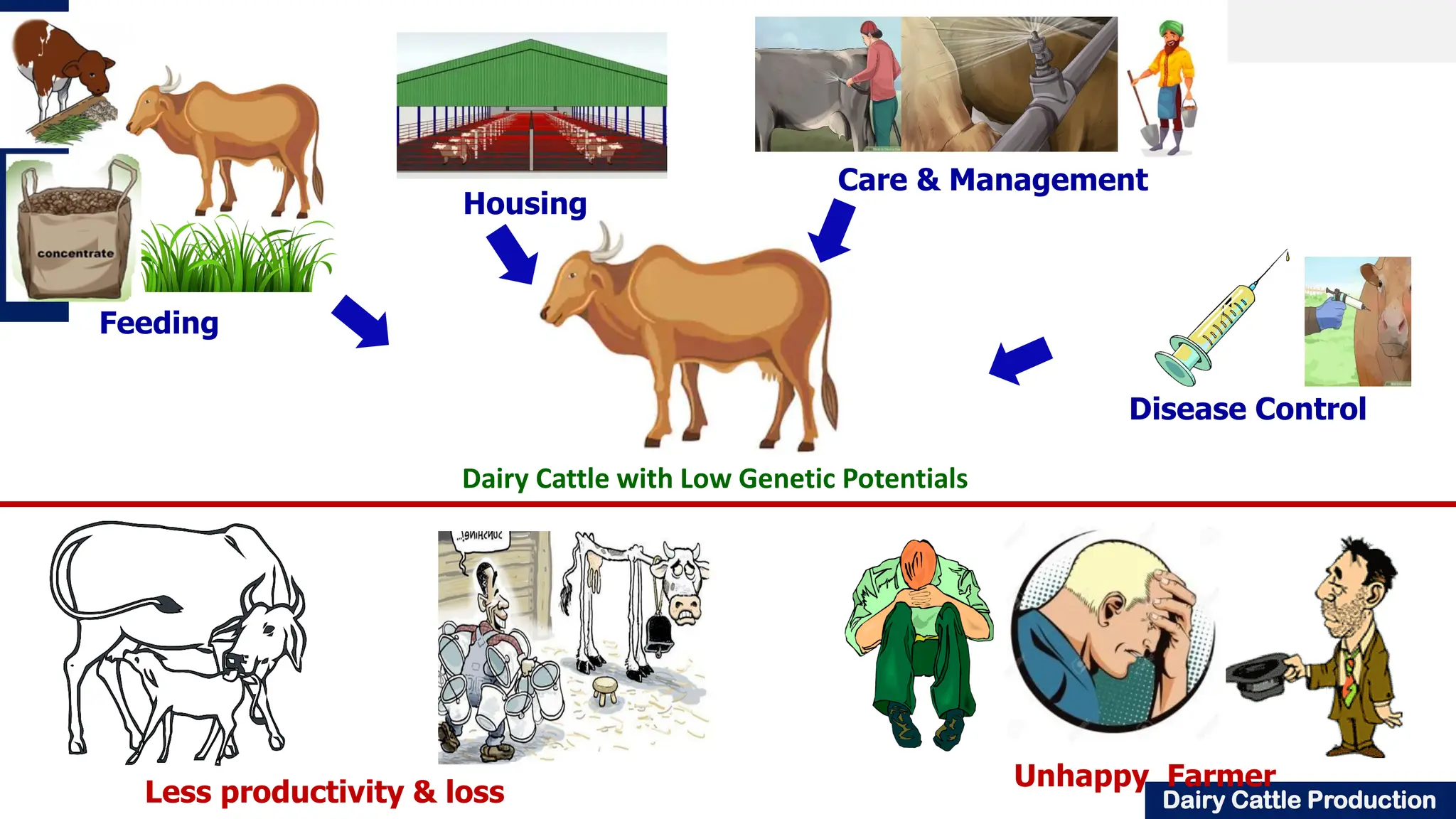 Overview of Dairy Cattle Production.pdf