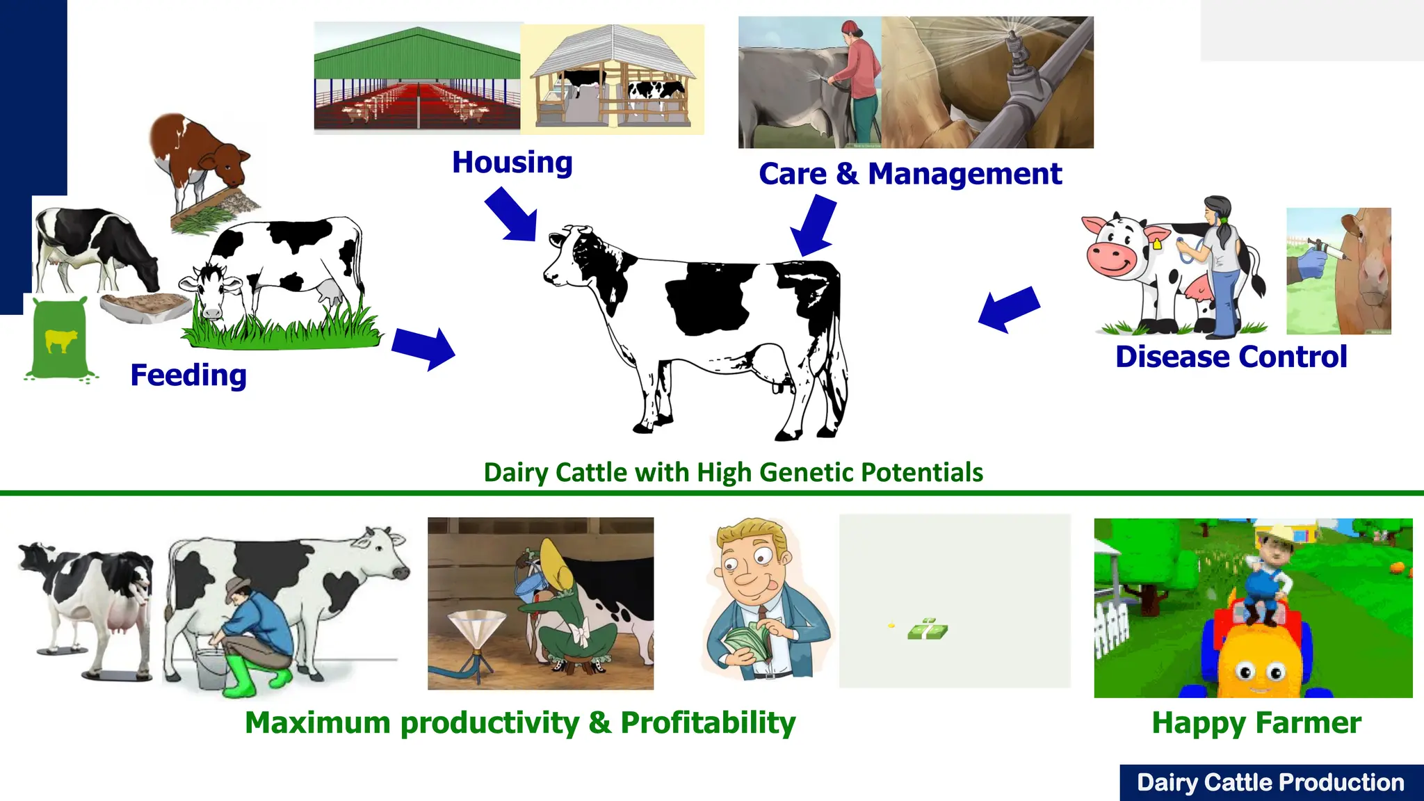 Overview of Dairy Cattle Production.pdf