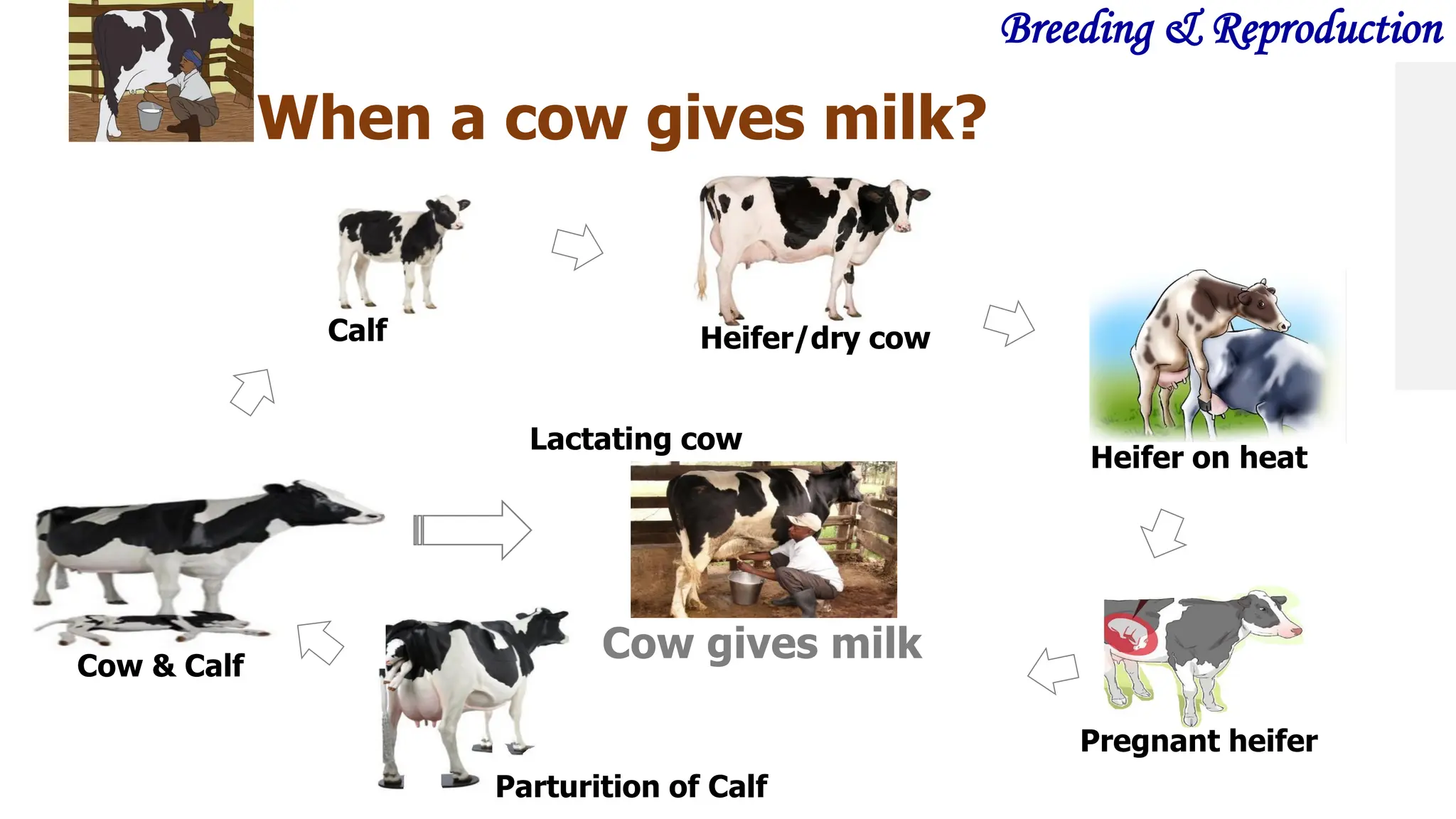Overview of Dairy Cattle Production.pdf