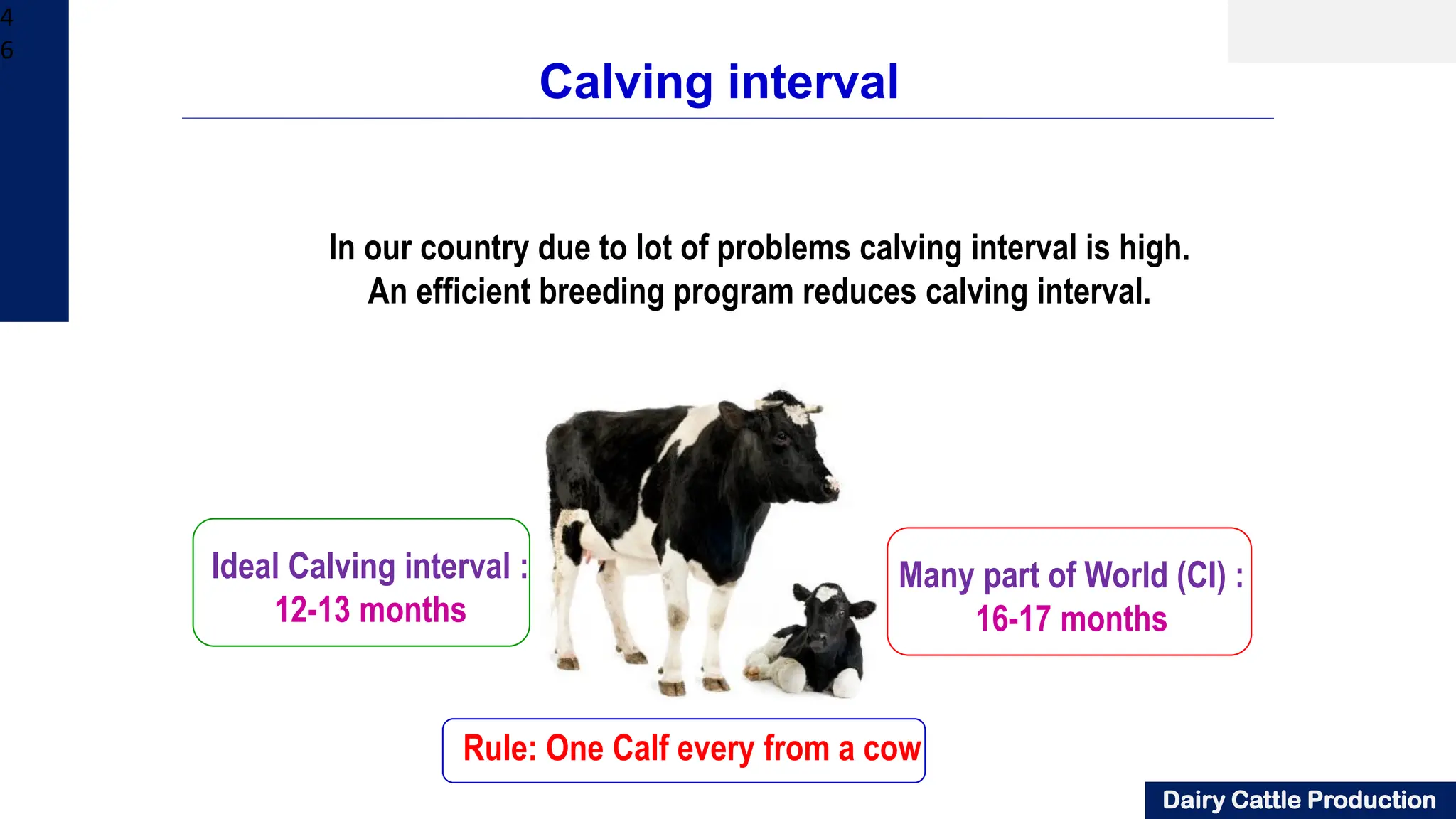 Overview of Dairy Cattle Production.pdf
