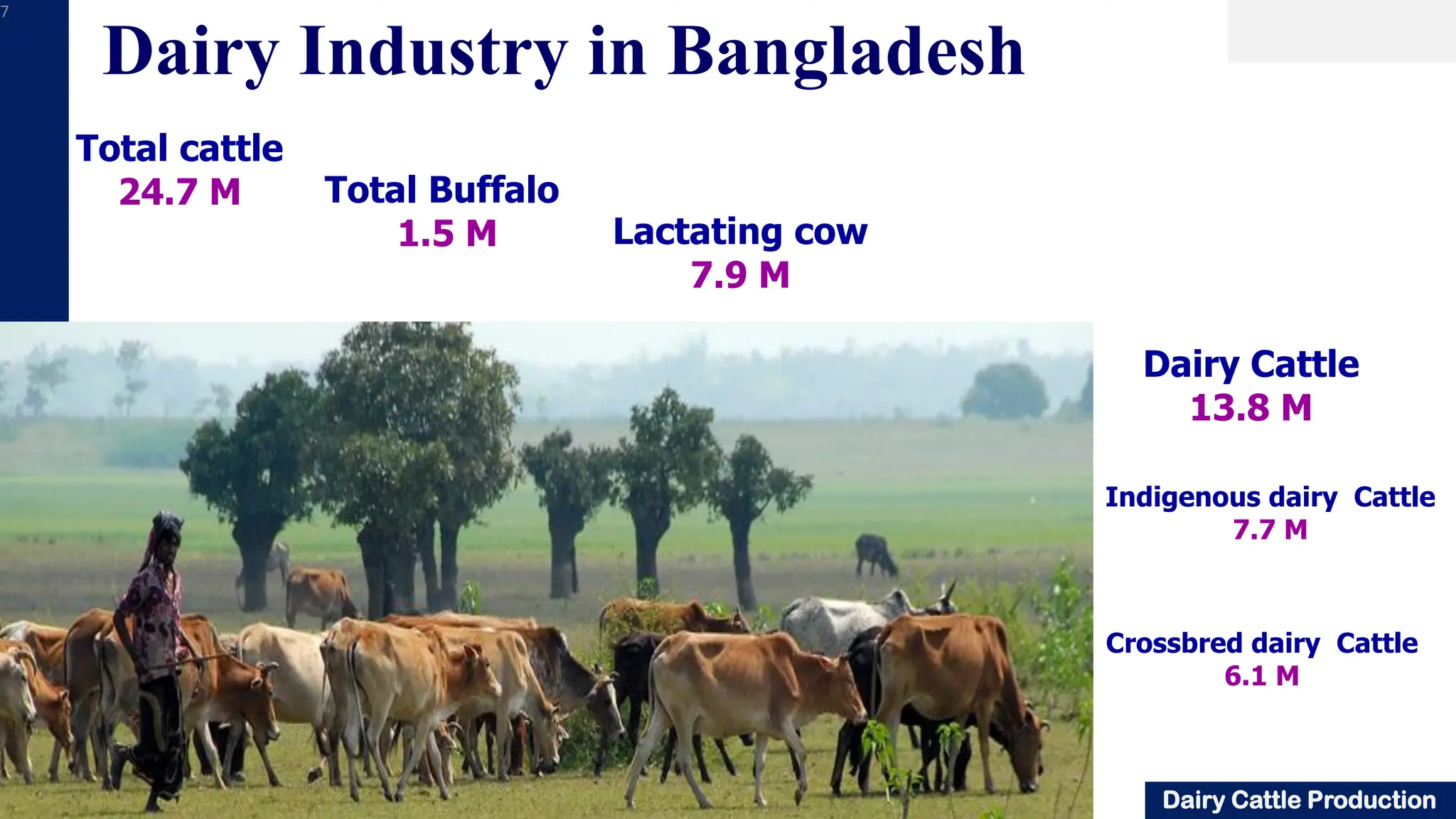Overview of Dairy Cattle Production.pdf