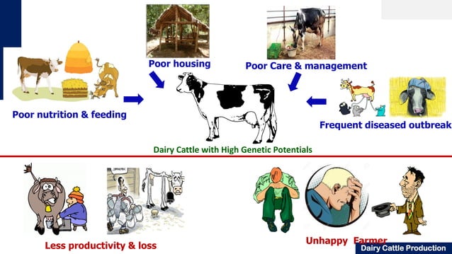 Overview of Dairy Cattle Production.pdf