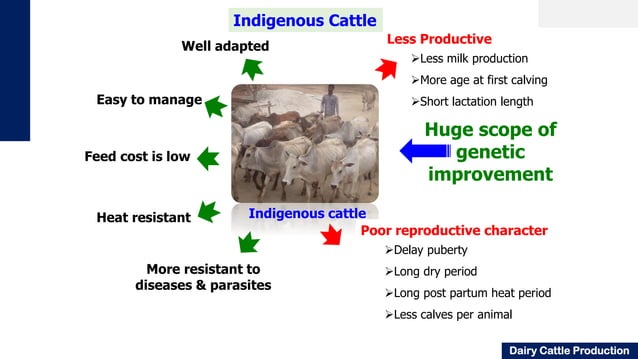 Overview of Dairy Cattle Production.pdf