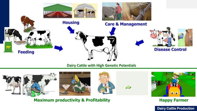 Overview of Dairy Cattle Production.pdf