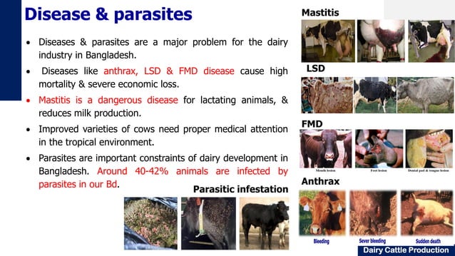 Overview Of Dairy Cattle Production Pdf