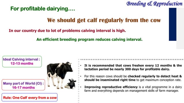 Overview Of Dairy Cattle Production Pdf